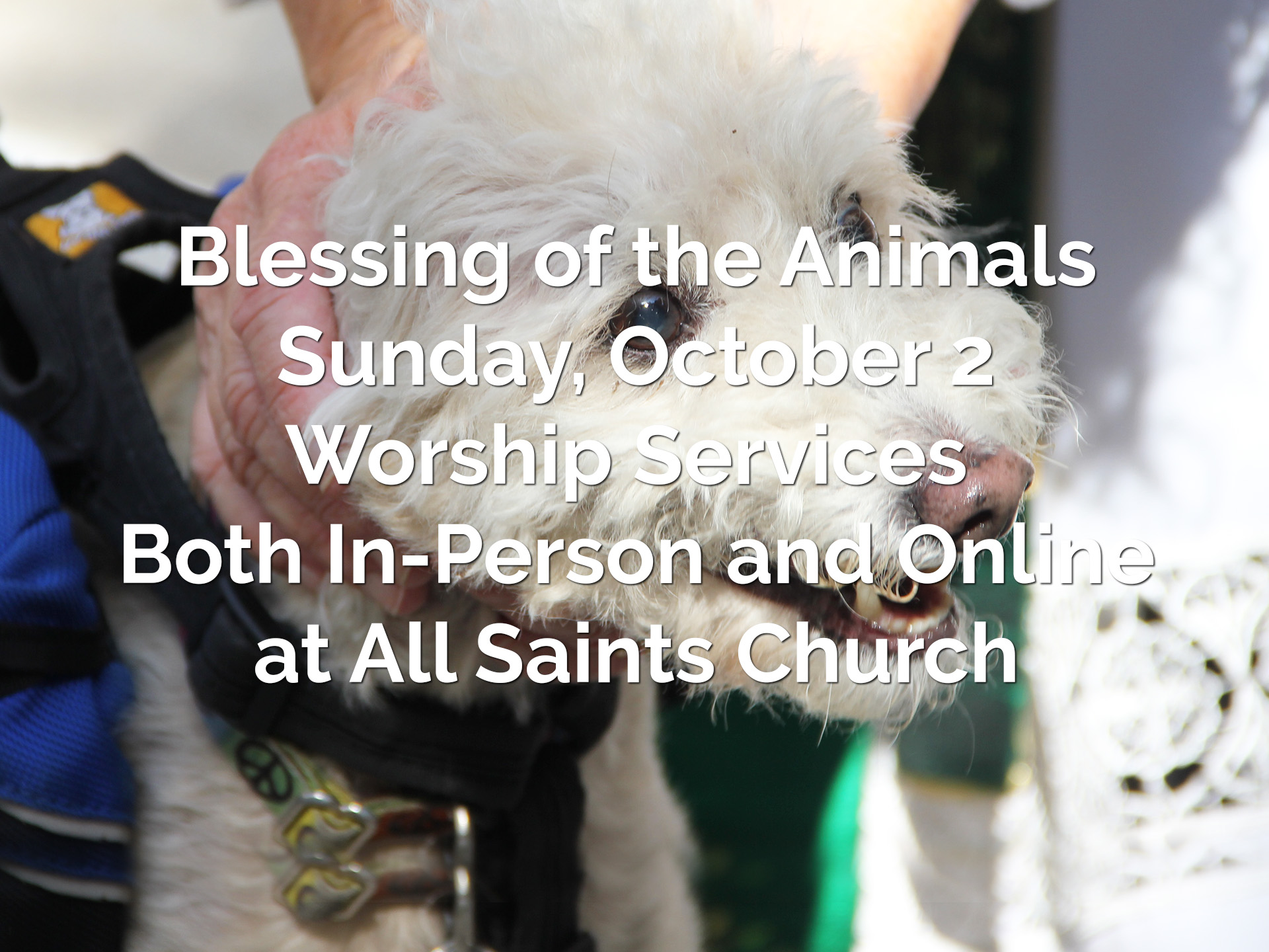 This Sunday at All Saints: Blessing of the Animals Sunday, October 2 ...